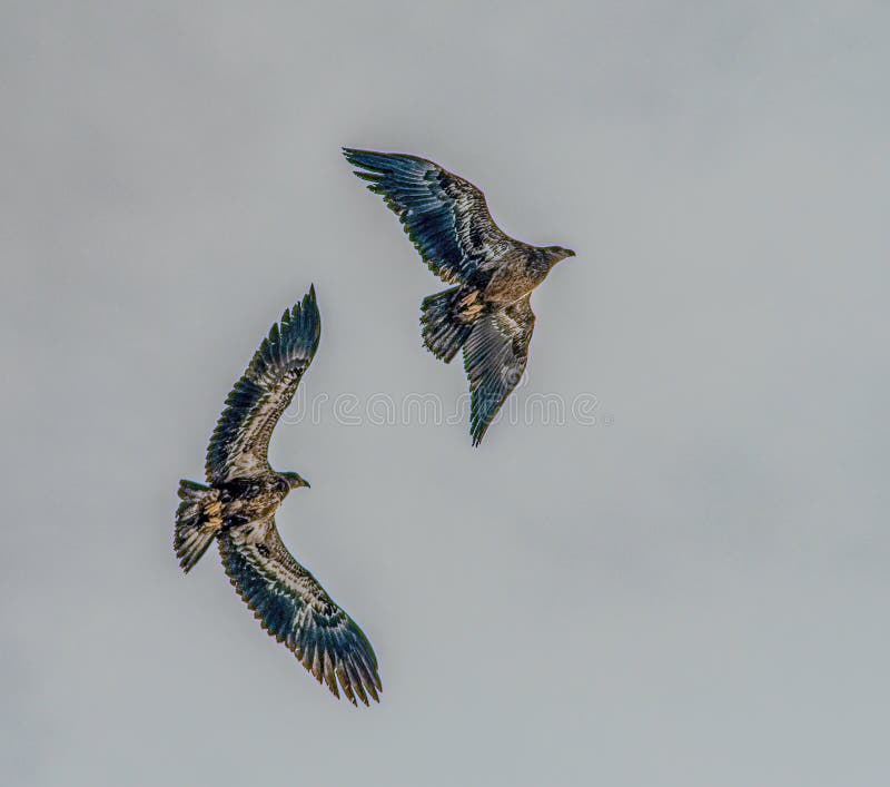 Two Bald Eagles Playing in Spring Stock Image - Image of playing ...