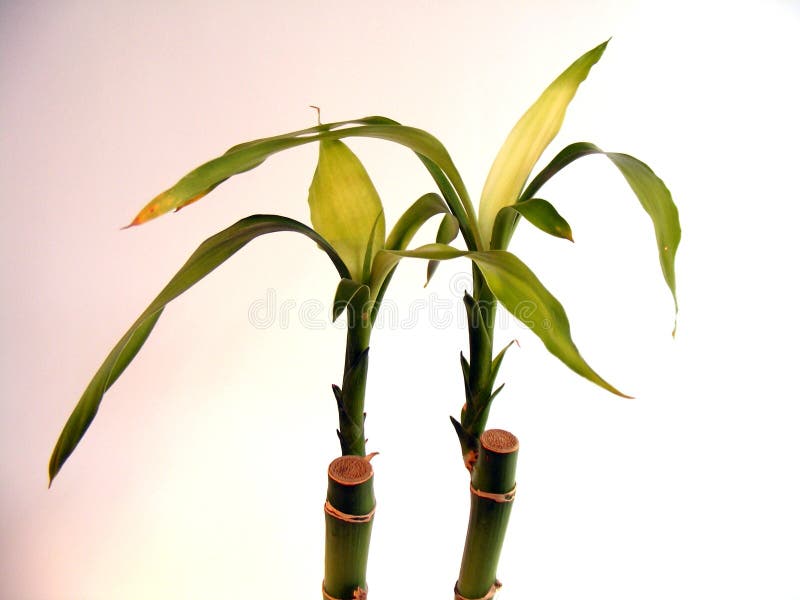 Two Bamboo Plants Picture. Image: 4172060