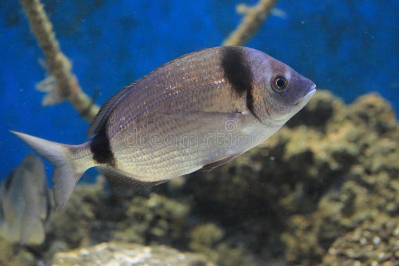 Two-banded bream stock photo. Image of fish, striped - 12625174