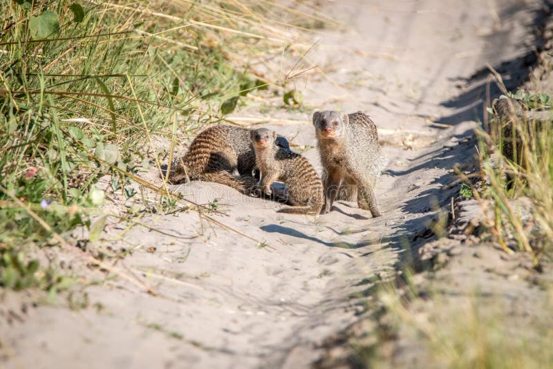 Two Banded Mongoose on the Road. Stock Photo - Image of africa, holiday ...