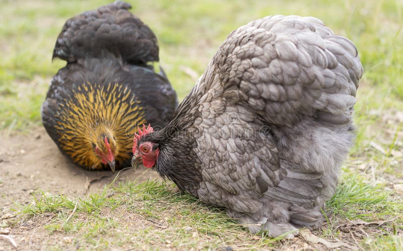 Two Bantam Hens on Spring Day Stock Photo - Image of female, nature ...