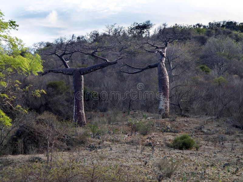 Two Baobab Trees in Northern Madagascar Stock Photo - Image of diego ...