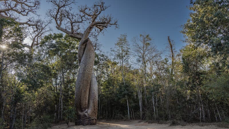 Tree Trunks Tightly Intertwined Each Other Stock Photos - Free ...
