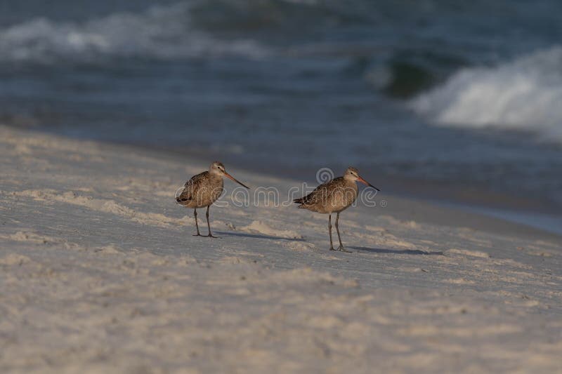 Two Bar-tailed Godwit Birds Perched on the Beach Shore Next To the ...
