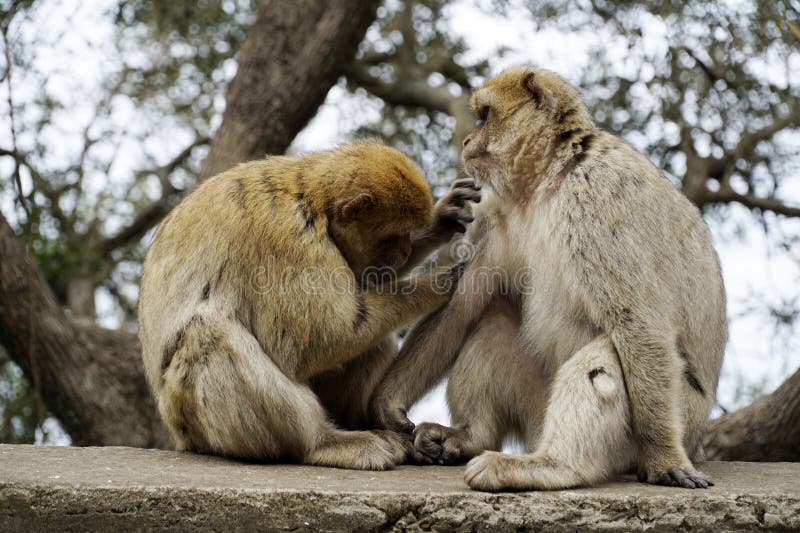 Two Barbary Macaques - One Monkey Pets the Second One Stock Image ...