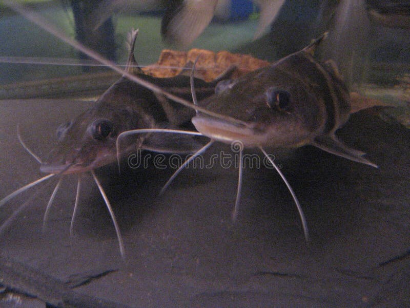 Two Barbles Picture. Image: 91790895