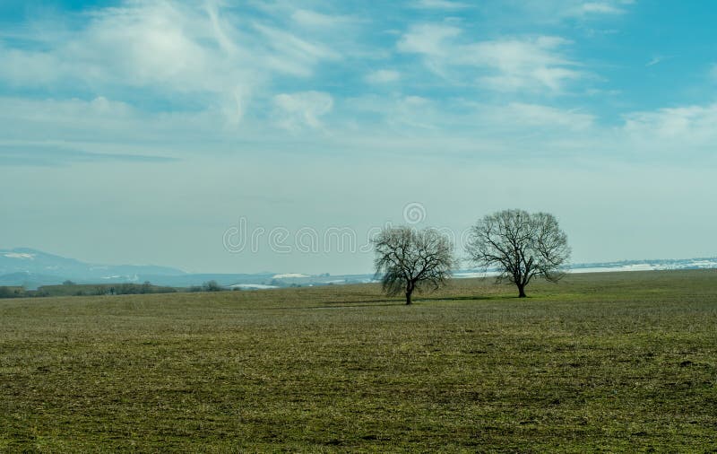 Two Bare Trees on Large Meadow Landscape. Gloomy and Sad Field View ...