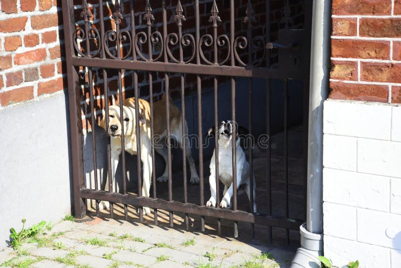 Two Angry Dogs Behind a Barred Gate Stock Photo - Image of wall, house ...
