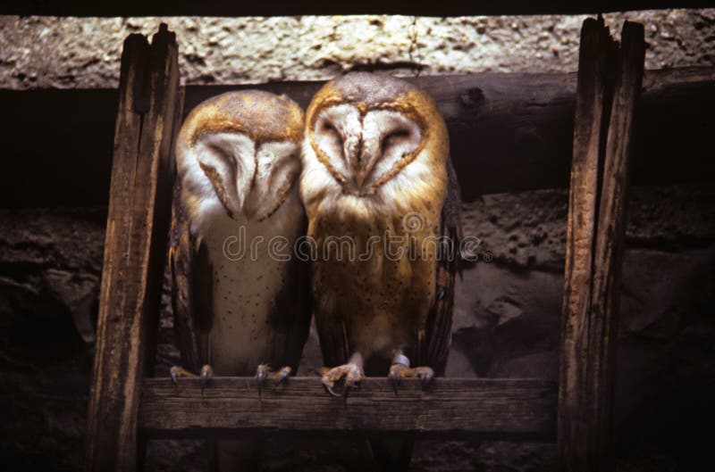 Barn owls stock image. Image of pair, nocturnal, bird - 9349229