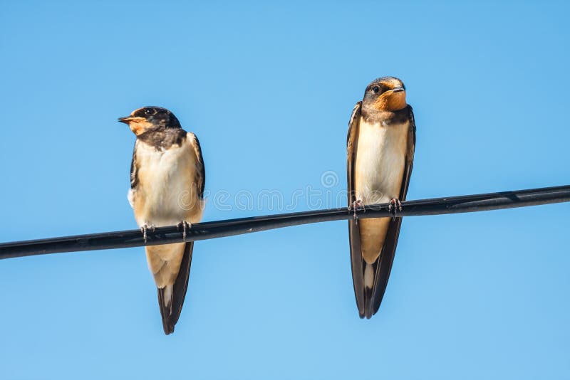 Two Barn Swallow on the Blue Sky Stock Image - Image of fauna, color ...