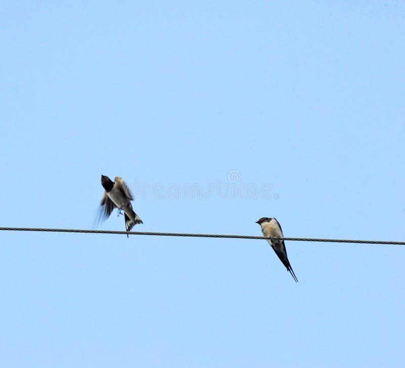 Two Barn Swallows Flying on the River Bank. a Colony of Wild Birds ...