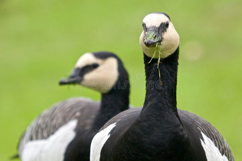 Two Barnacle Geese stock image. Image of lake, pelage - 37529577