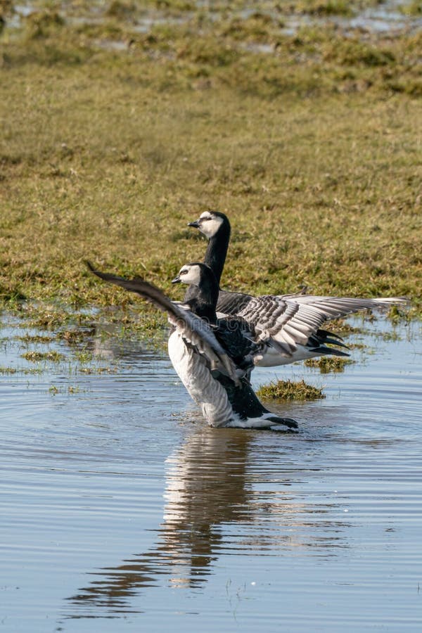 Geese Dance Stock Photos - Free & Royalty-Free Stock Photos from Dreamstime