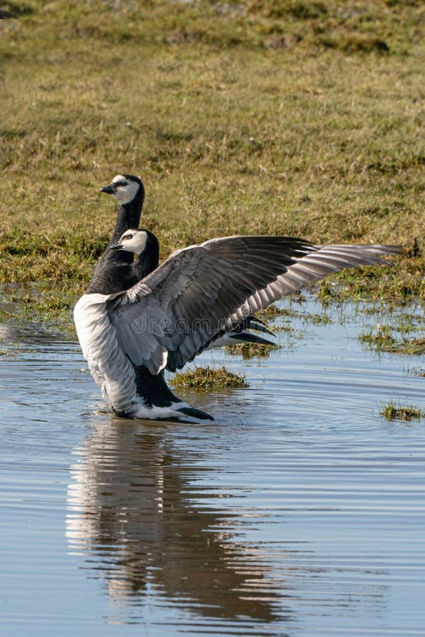 Geese Dance Stock Photos - Free & Royalty-Free Stock Photos from Dreamstime