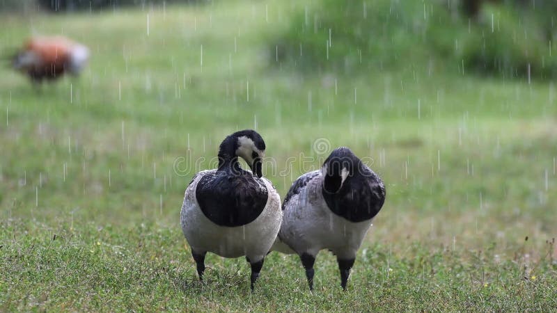 Two Barnacle Goose Cleans His Feathers Standing on the Grass in the ...