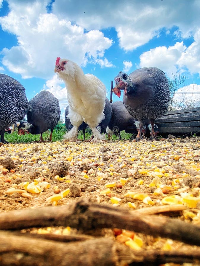 Two barnyard chickens stock image. Image of grain, african - 254640787