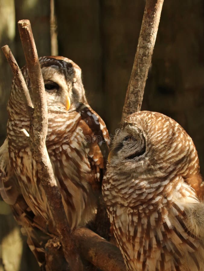 Two Barred owls stock photo. Image of perched, varia - 83743450