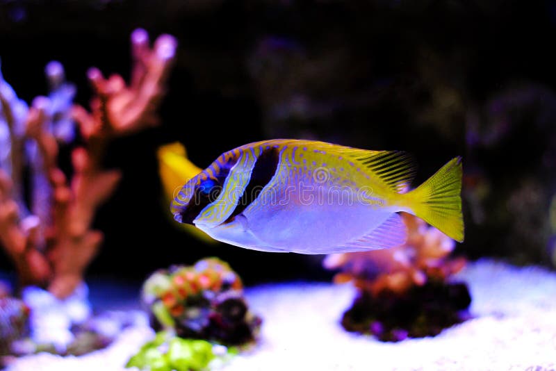 Two Barred Rabbitfish Siganus Virgatus Stock Photo - Image of fish ...