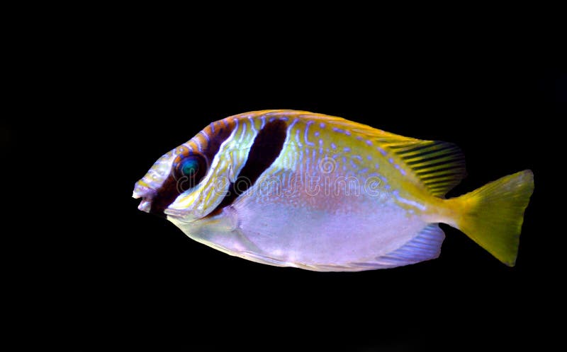 Two Barred Rabbitfish Siganus Virgatus Stock Photo - Image of barred ...