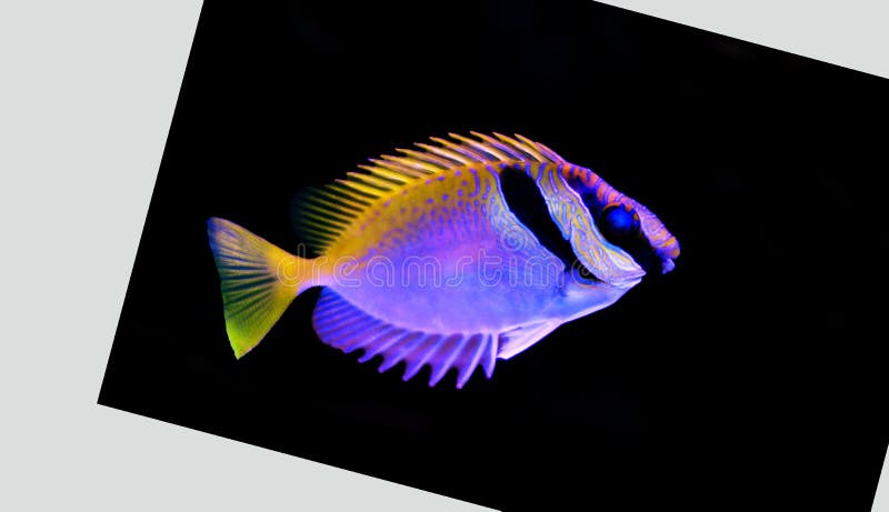 Two Barred Rabbitfish - Siganus Virgatus Stock Photo - Image of fish ...