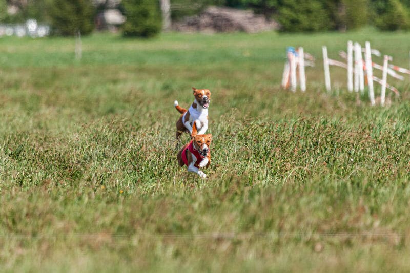 Two Basenji Dogs Running in Red and White Jacket on Coursing ...