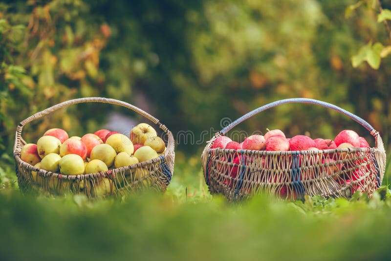 Candy Apples, Covered with Glaze Stock Image - Image of delicious ...