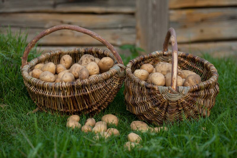 Two baskets of potatoes stock photo. Image of cook, cultivate - 51595436