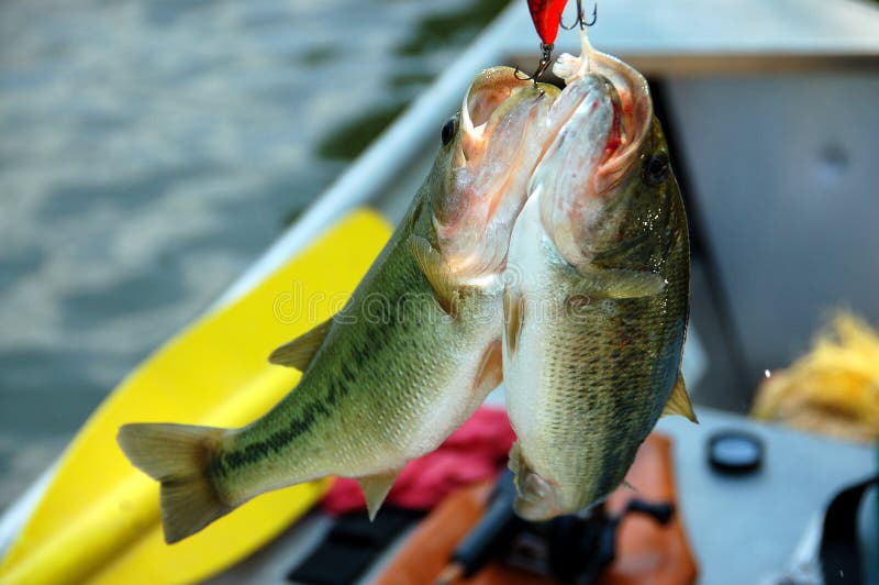 Two bass closeup stock image. Image of fish, sport, scales - 29443001