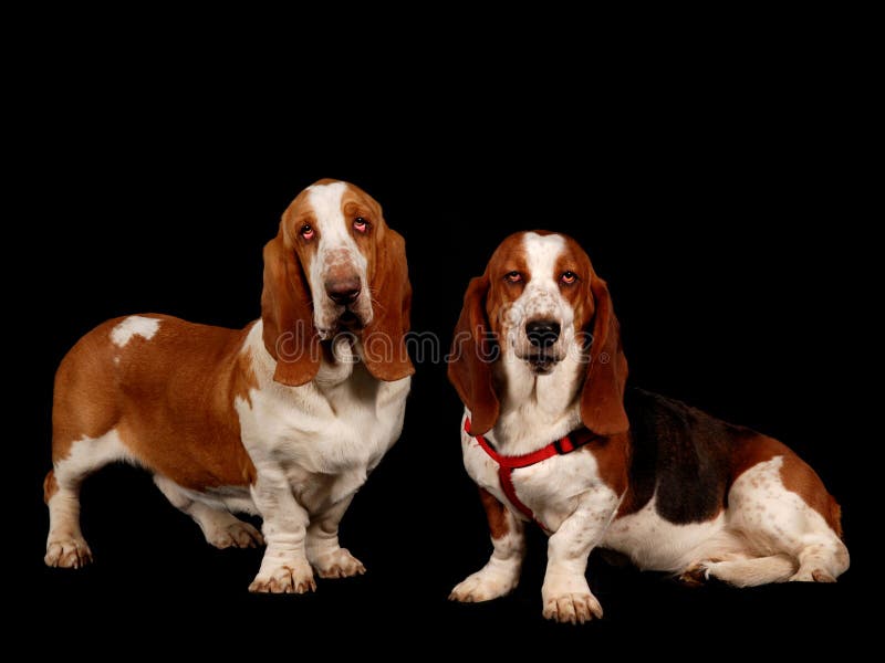 Basset Hound Dog Sitting Down Stock Photo - Image of brown, basset ...