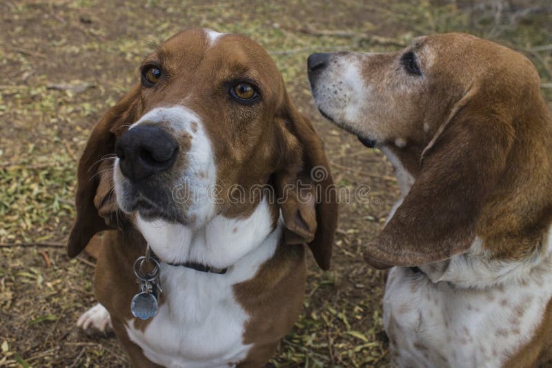 Two Basset Hounds Friends Stock Photos - Free & Royalty-Free Stock ...