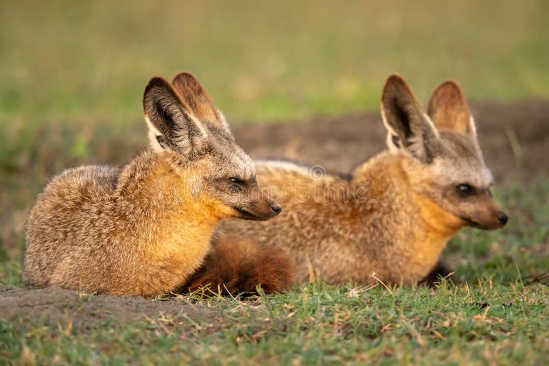 Two Bat-eared Fox Lie on Short Grass Stock Photo - Image of savannah ...