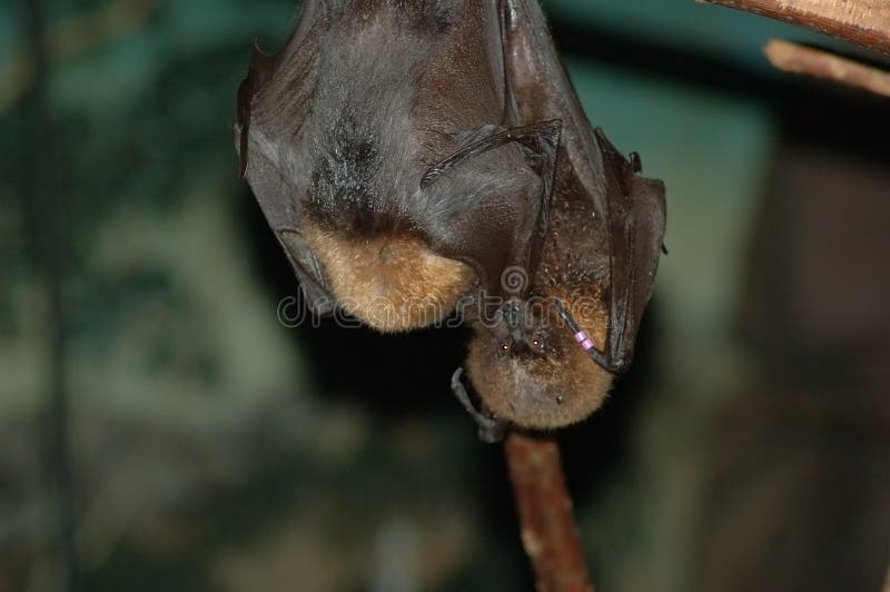 Two Bats stock photo. Image of nocturn, radar, midnight - 169964