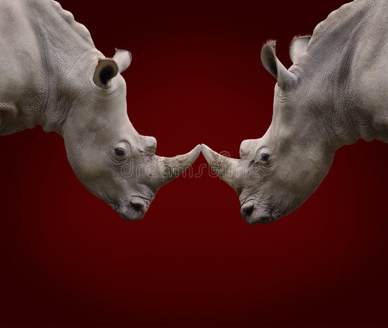 Two battling rhinos stock image. Image of defend, menacing - 55328005
