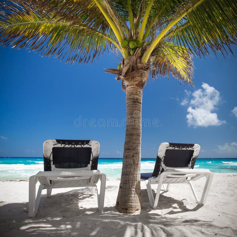 Two Beach Beds Under Palm Tree on Beachfront Stock Photo - Image of ...