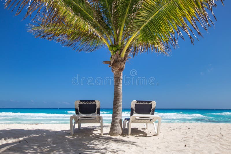Two Beach Beds Under Palm Tree on Beachfront Stock Photo - Image of ...