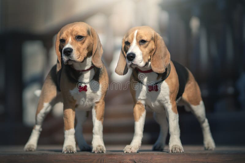 Two Beagle Dogs. Outdoor stock photo. Image of nature - 159068398