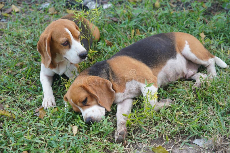 Two Beagle Dogs Relax on the Green Grass after Playing Hard Stock Photo ...