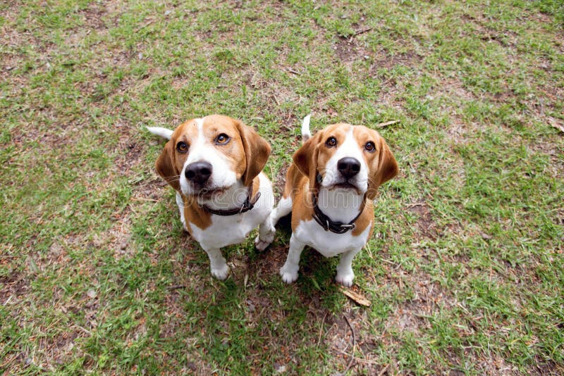 Two Beagle Dogs Sitting on the Grass in the Forest Stock Photo - Image ...
