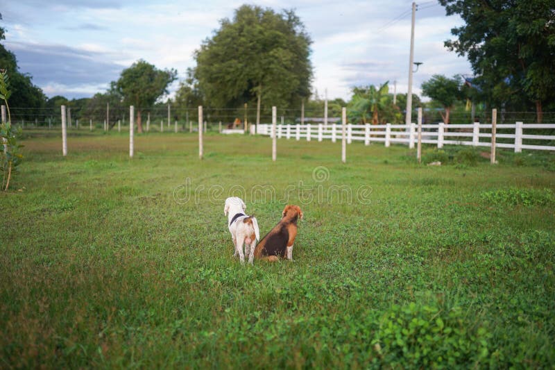 Two Beagle Dogs that are White and Tri-color Looking at Something in ...