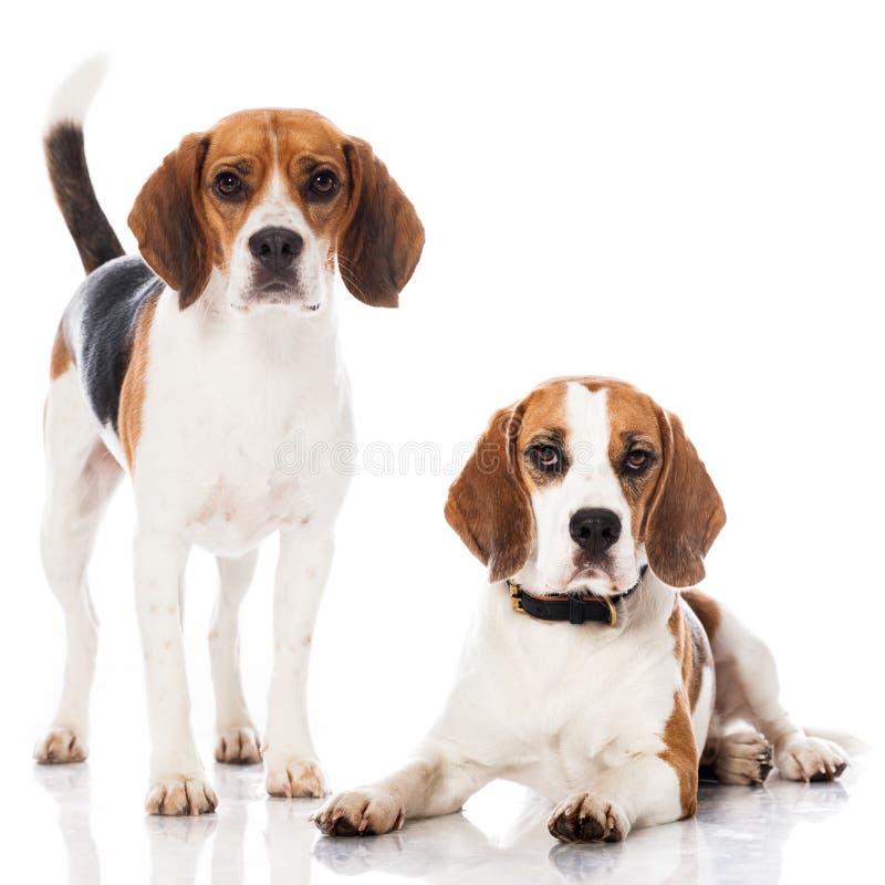 20+ Beagles Free Stock Photos - StockFreeImages
