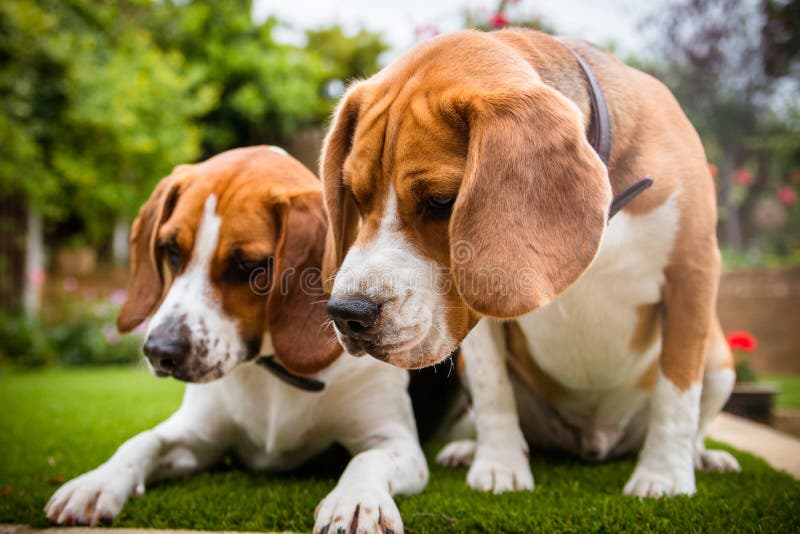 Pair of Beagles Laying Down on Grass Stock Image - Image of purebred ...
