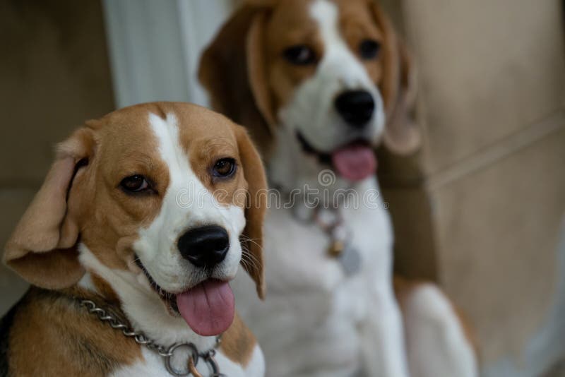 Two beagles sitting stock image. Image of nose, carnivore - 271433165