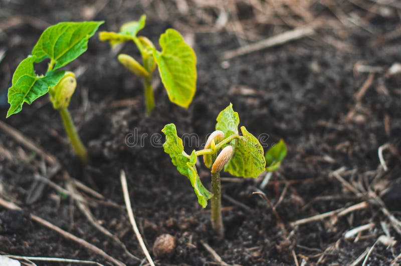Two Bean Sprouts on a Garden Bed Close-up Stock Image - Image of ...
