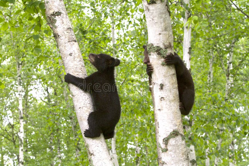 Black Bear Cub Climbing Birch Tree Stock Photos - Free & Royalty-Free ...