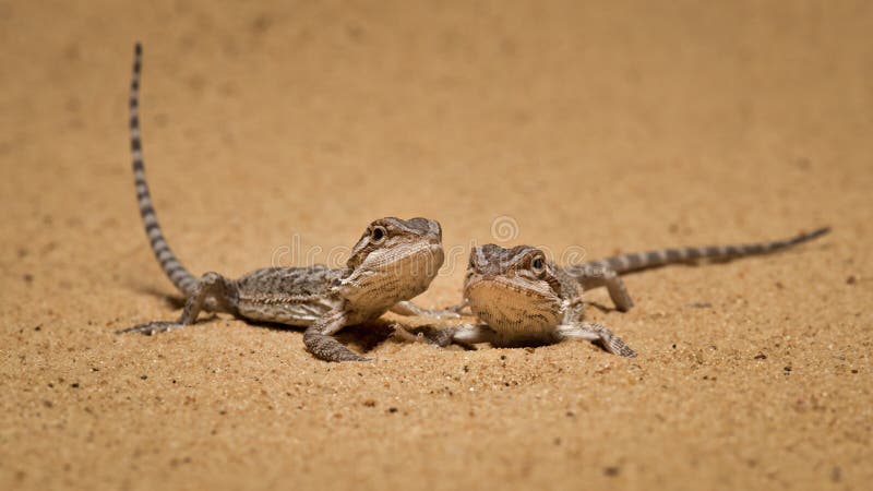 Forward Facing Lizard Stock Photos - Free & Royalty-Free Stock Photos ...