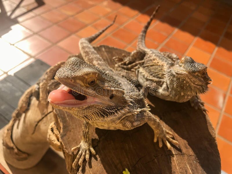 Two Bearded Dragons Sunbathing in a Dry Tree Trunk Stock Image - Image ...