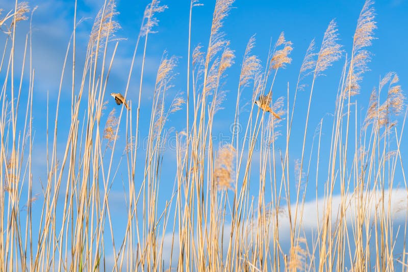 Two Bearded Reedlings Playing in Reeds Under a Sunset Sky Stock Image ...