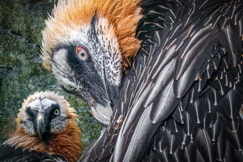 Two Bearded Vultures before a Rock Wall Stock Photo - Image of closeuüp ...
