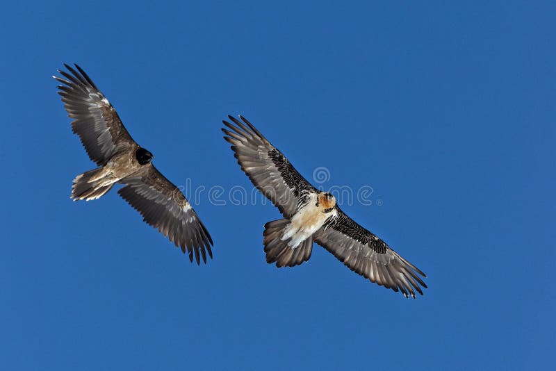 Two Bearded Vultures in the Blue Sky Background Stock Photo - Image of ...