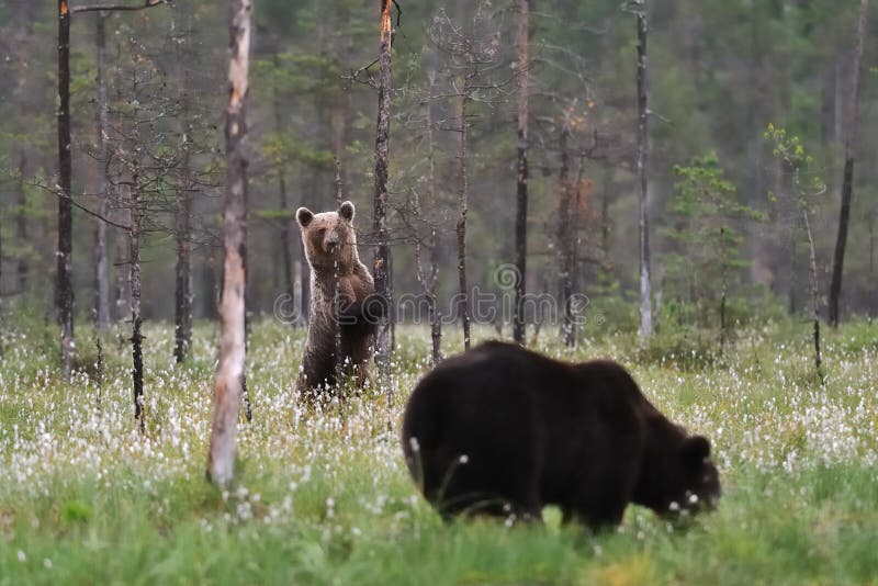 Two bears stock photo. Image of wildlife, feet, animal - 21872040